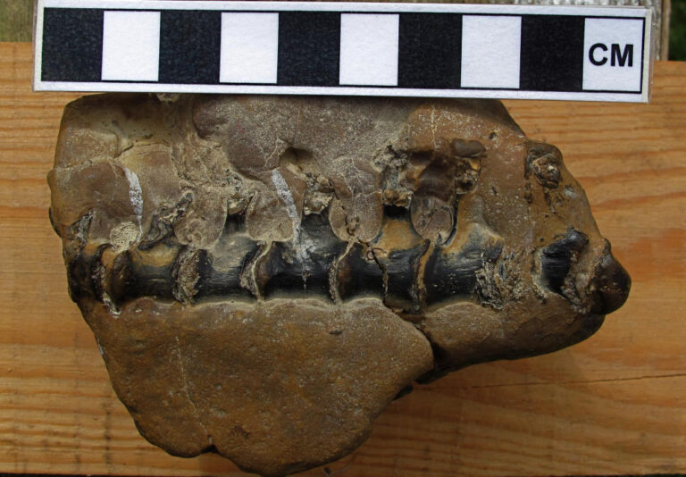 Fossils (Palaeontology) - Bexhill Museum