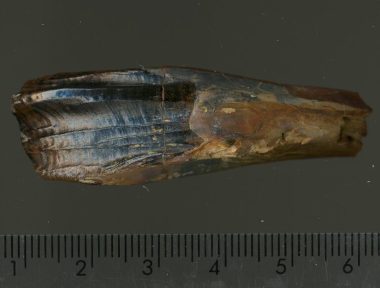 Fossils (Palaeontology) - Bexhill Museum