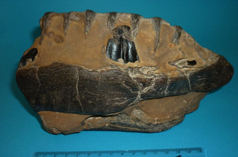 Fossils (Palaeontology) - Bexhill Museum