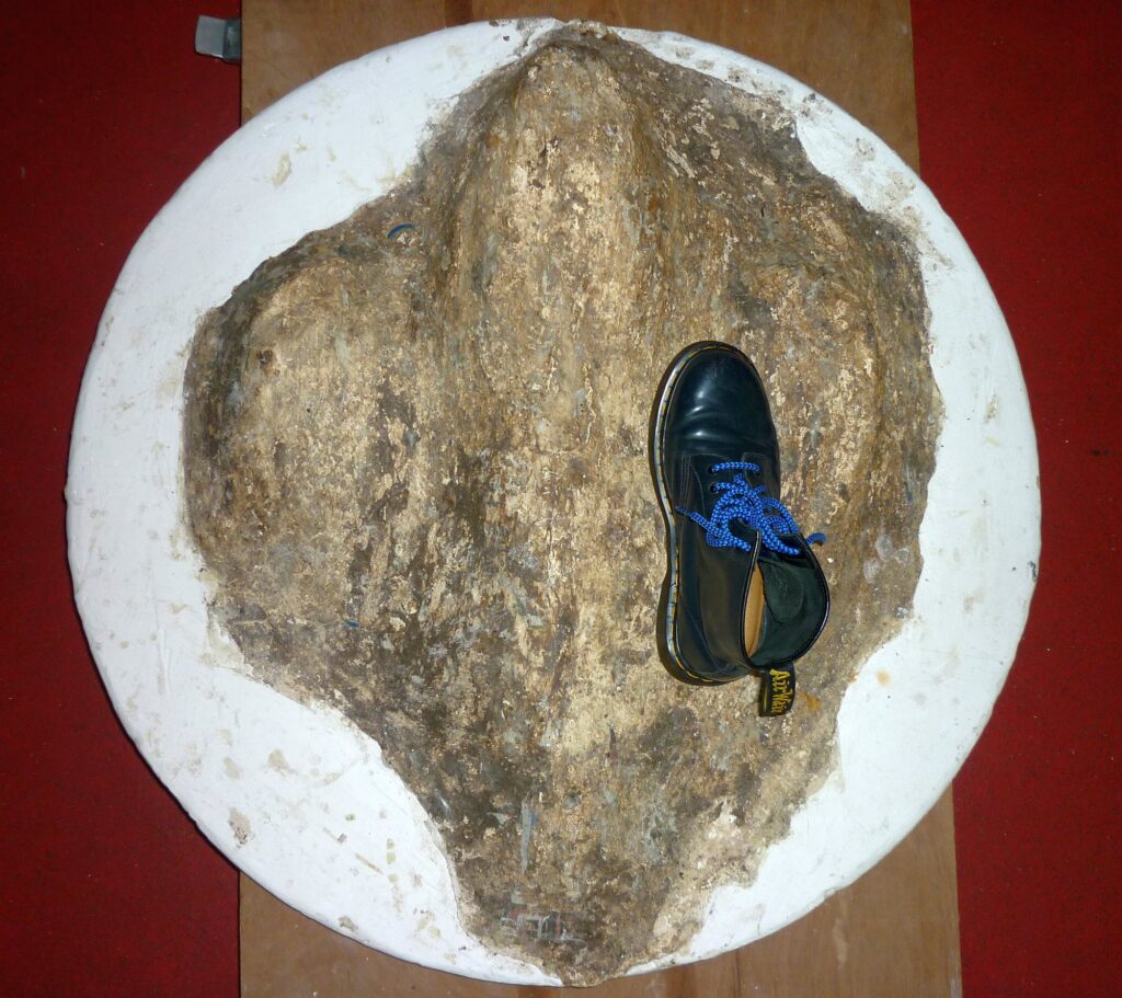 Fossils (Palaeontology) - Bexhill Museum