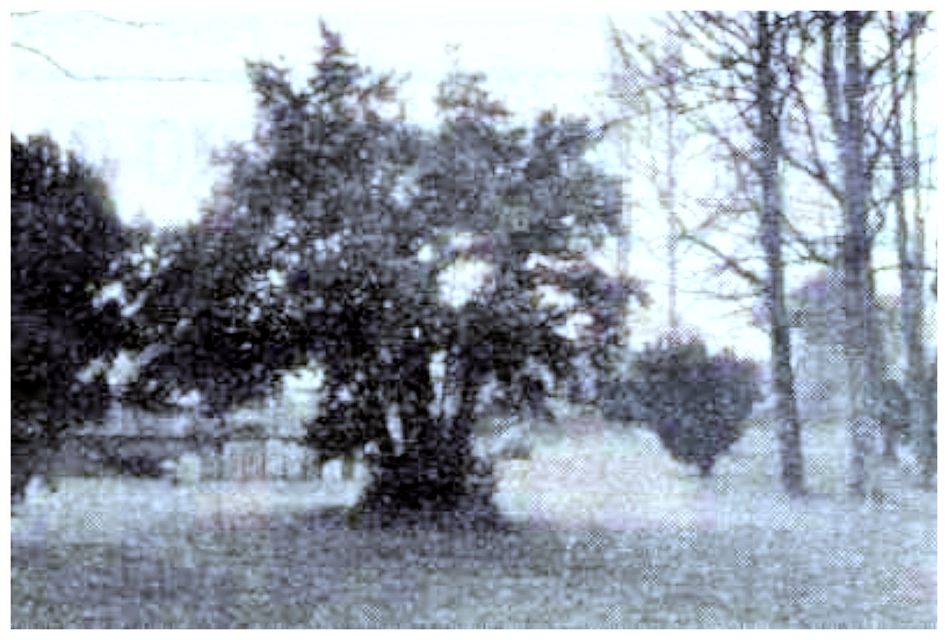 Old Cemetery (Barrack Road Graveyard) - Bexhill Museum